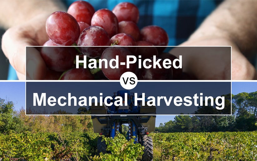 How are Grapes Harvested for Winemaking?